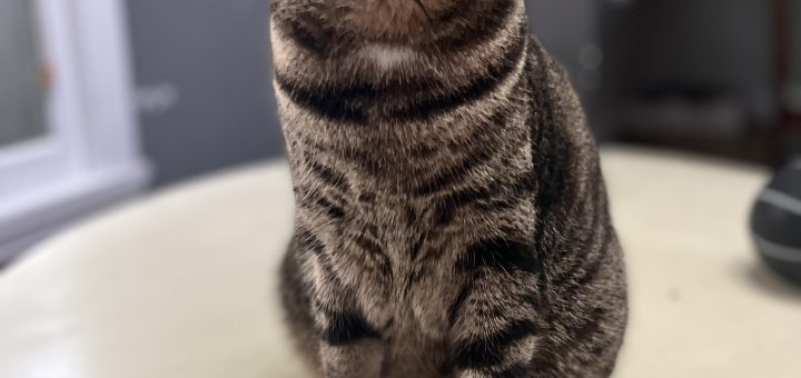 Is the Dress Code fair? – The RossBear Post